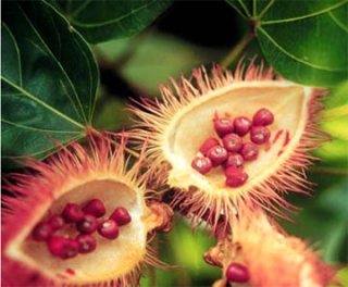 Semente de Urucum – Chá e benefícios - Saúde Melhor