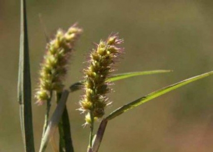 Chá de carrapicho (Picão preto) – Para que serve?